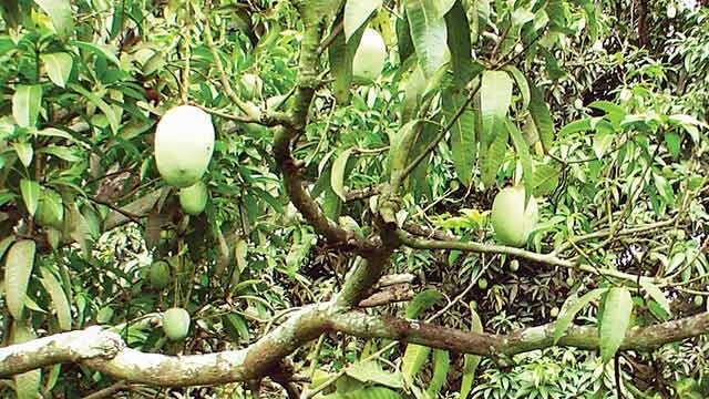 End of days nigh for Dhuliya Malda mangoes