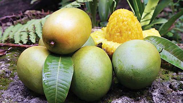 As Alphonso’s appeal spreads, Maha to save wild mango types