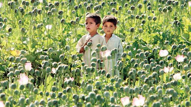 From heaven on earth to a haven for drugs cultivation