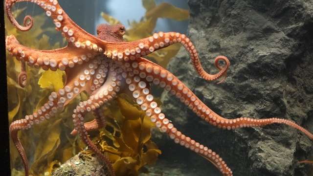 Octlantis: Underwater 'city' built by octopuses discovered!