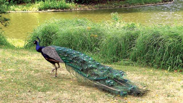 Security staff of minister comes to rescue of injured peacock