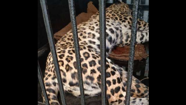 Chandrapur: Leopard injured in road accident, video goes viral