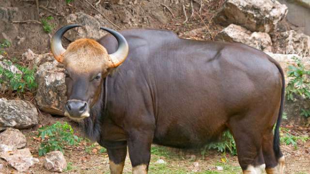 Goa: Woman killed by wild bison; state health minister blames forest dept