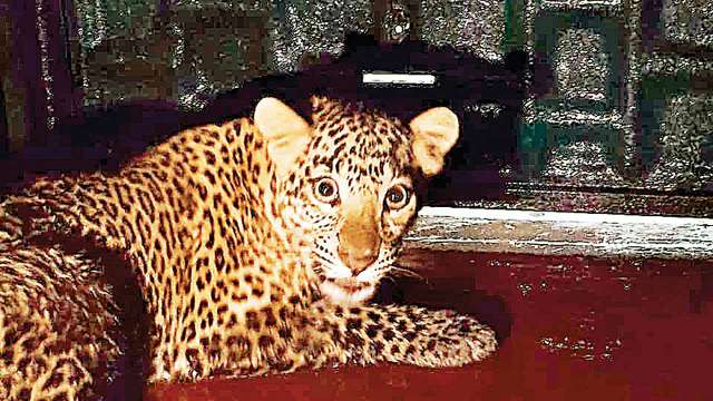 Leopard allowed to escape from Bhandup slums, major conflict averted