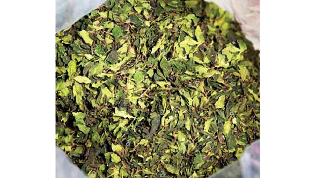 300 kg of banned Khat leaves, labelled as green tea, seized by DRI