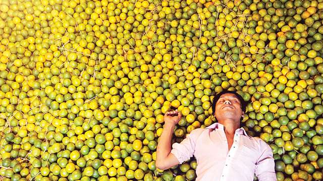 Rajasthan: Kinnow crops gets hit by cold conditions