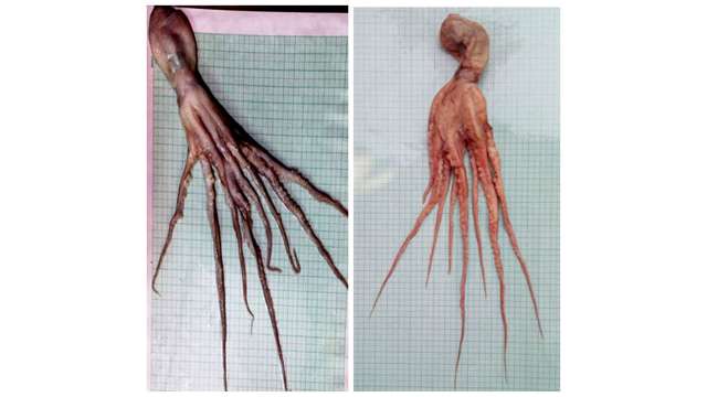 In a 1st, 17 Octopuses found in Narmada River