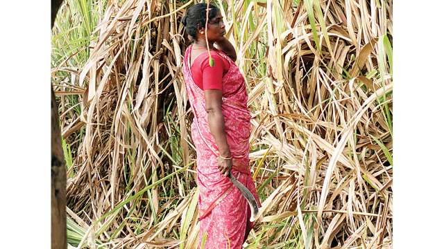 Sugarcane-cutting women of Beed have no wombs