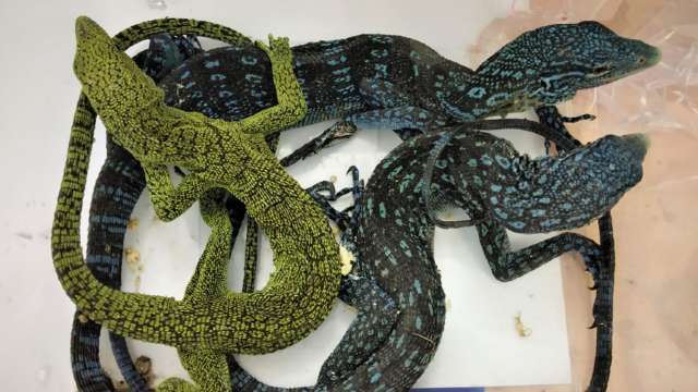 Pythons, monitor lizards seized from luggage at Chennai airport