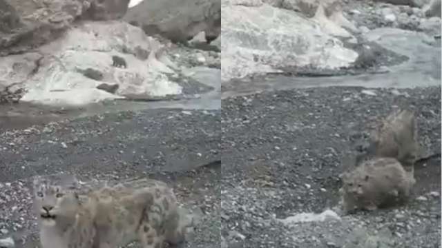 Watch: Video of snow leopard raising its cubs in trans Himalayas goes viral
