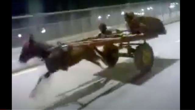 'Go DONKEY power', this viral video of a donkey racing will leave you ...