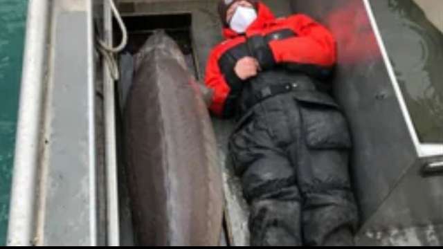 100-year-old fish weighing more than 108 kg caught, check VIRAL pic here