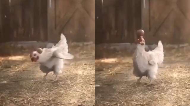Viral video shows rooster performing cool stunts with egg, netizens ask ...