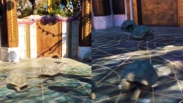 Ninja turtles are real! Netizens are shocked to see these turtles run ...