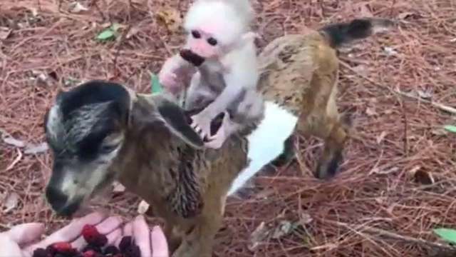 Adorable video of baby monkey riding goat and eating berries wins ...