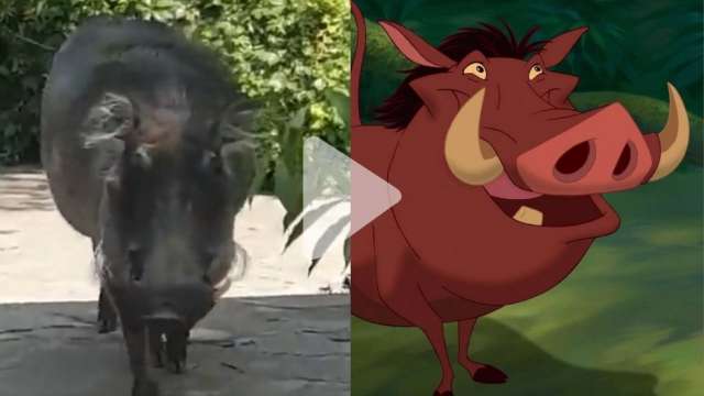 Lion King’s Pumbaa trends as man’s attempt to pet a wild pig horribly ...