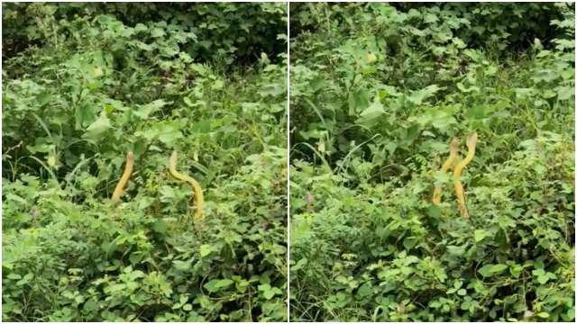 WATCH: Two snakes dance in the rain in Tamil Nadu, video goes viral