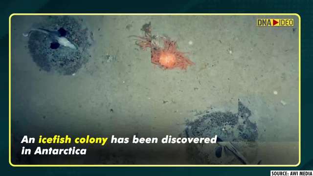 'Icefish colony': A colony of 60 million fish discovered in Antarctica