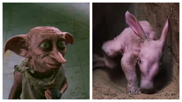Meet Harry Potter’s real-life ‘Dobby’: Aardvark born at Chester Zoo for ...
