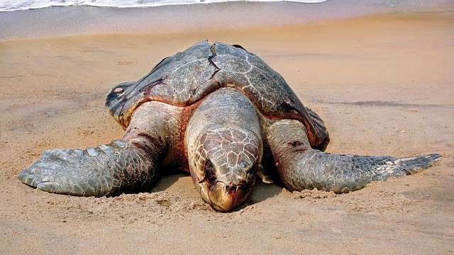 Rare Olive Ridley Sea Turtles arrive at Odisha beach for sporadic nesting