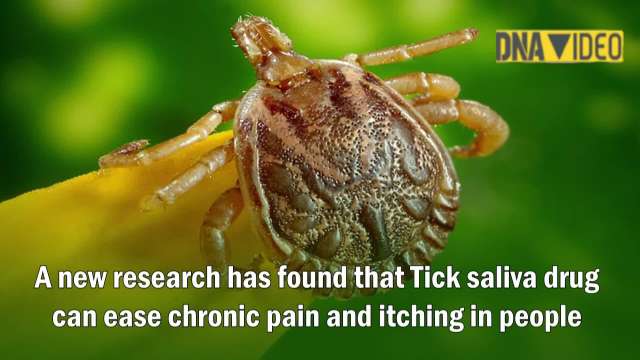 Tick saliva drug can ease chronic pain, itching in people: Study