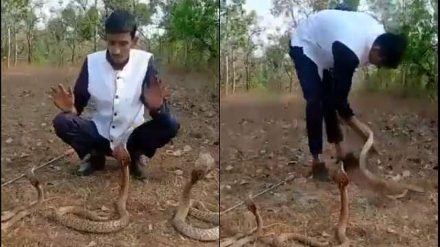 Man's stunt with snakes goes horribly wrong - WATCH video to know what ...