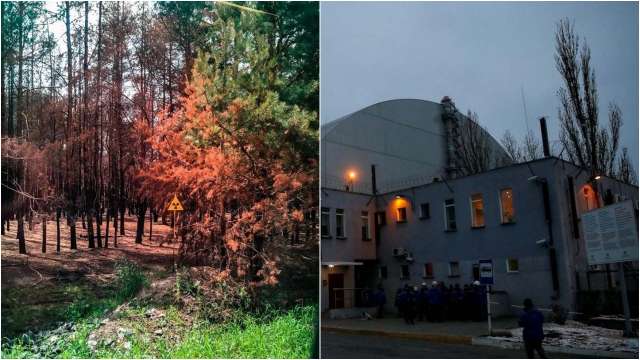 Russian soldiers drove through Chernobyl's highly toxic Red Forest ...
