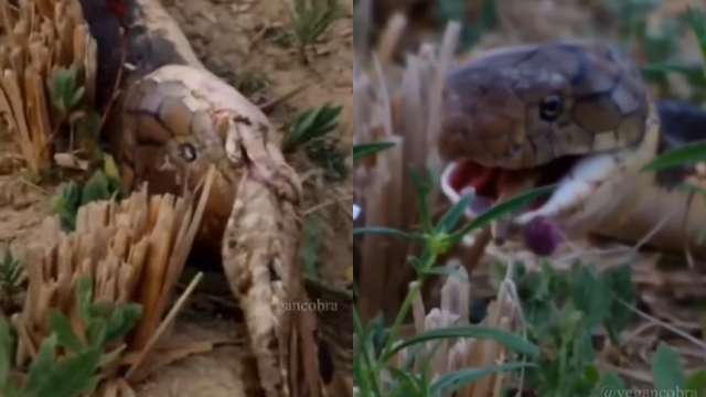 King Cobra swallows another snake alive, watch viral video