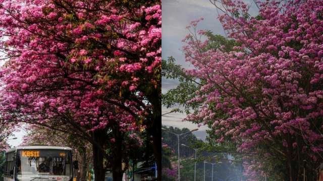 In pics: As spring arrives, Bengaluru turns into pink paradise
