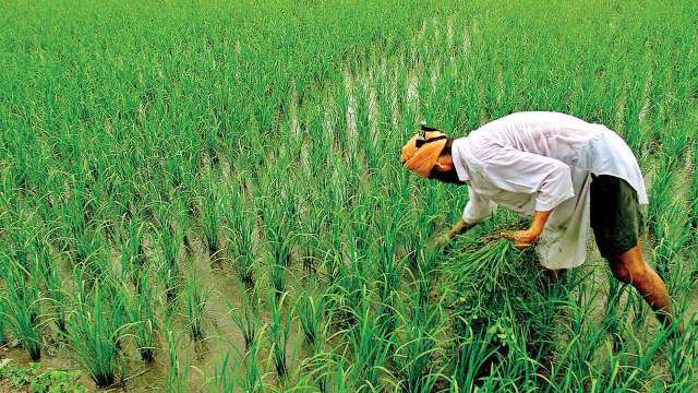 Maharashtra: Farming becomes more expensive as fuel prices, labour ...