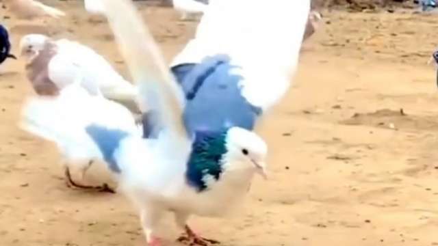 Netizens shocked to see bird backflip like a pro gymnast, watch viral video
