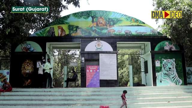 Gujarat: Surat zoo makes special arrangements to keep animals cool