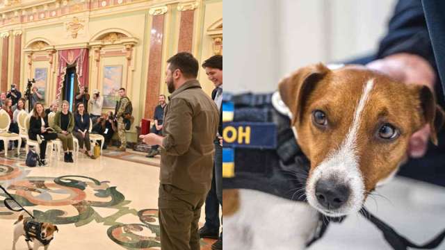 Meet Patron, heroic bomb-sniffing dog in Ukraine who got medal from ...