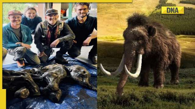 'Most complete' baby woolly mammoth found preserved in permafrost: See pics