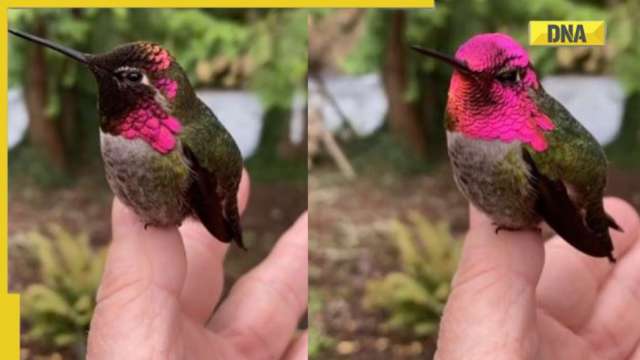 Viral Video: Hummingbird changes colour with every movement
