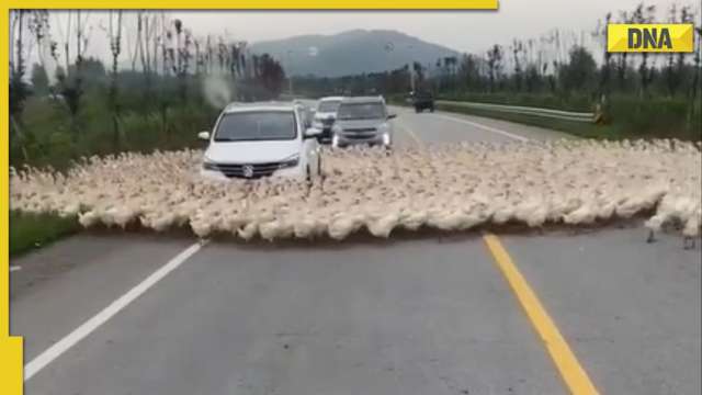 'Ducks-go-around': Video of hundreds of ducks circling around car ...