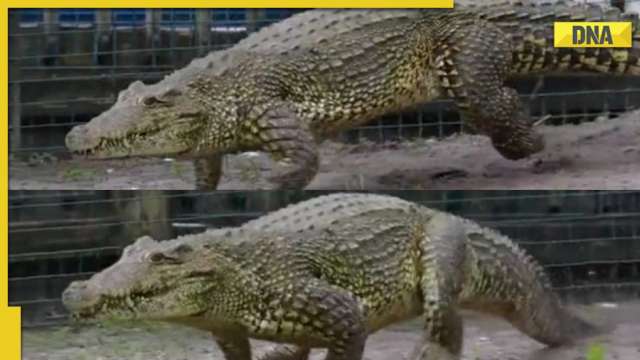 Watch: Nerve-chilling video of crocodile galloping at man goes viral ...