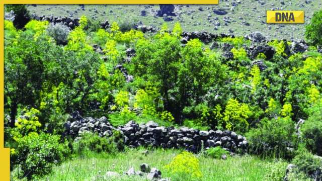 Miracle plant that mysteriously vanished 2,000 years ago rediscovered?