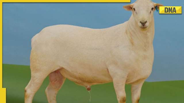 'Elite sheep': World's most expensive sheep sold for Rs 2 crore sets ...