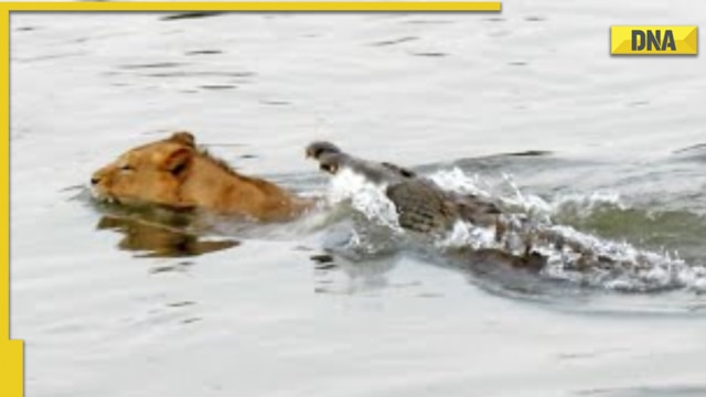 Viral video: Horryfying! Crocodile attacks lioness, drags it into deep ...