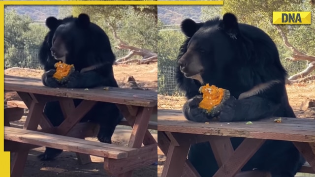 Video of bear eating exactly like human goes viral