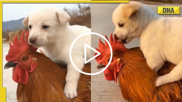 Ever seen puppy riding on hen? Internet reacts to viral video