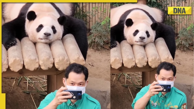 Aww! Panda poses for selfie in this adorable viral video; Internet ...