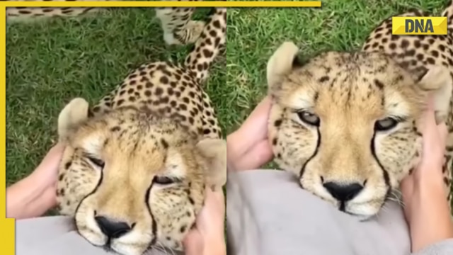 Girl comforting cheetah is the sweetest video you’ll see today!