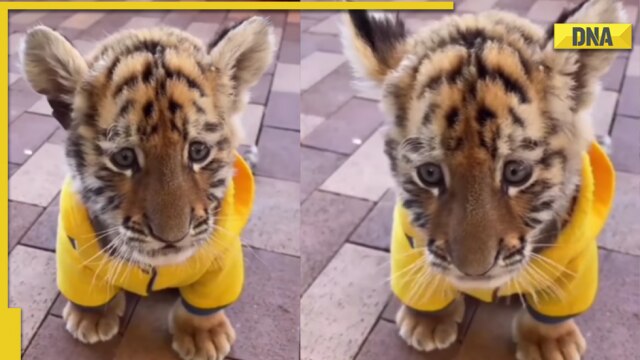 Adorable tiger cub dressed as a minion melts hearts of netizens, video ...