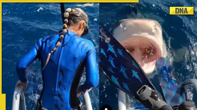 Scary! Tiger shark almost bites diver in viral video, internet reacts