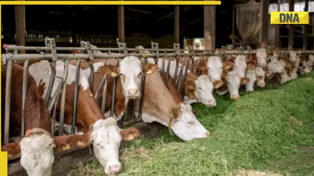 Optical Illusion: Spot the hen hidden among these cows