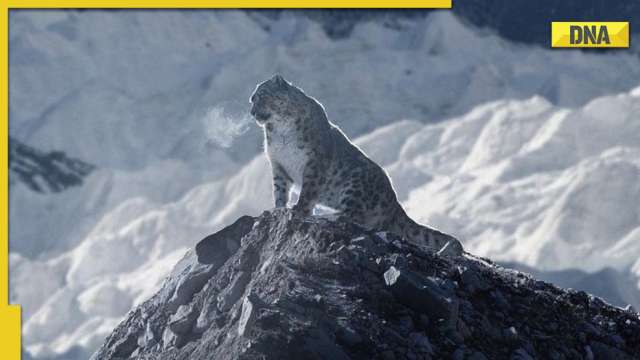 Images of snow leopard in Himalayas mesmerise netizens, photographer ...