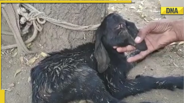 Viral video: Baby goat with one eyelid stuns netizens