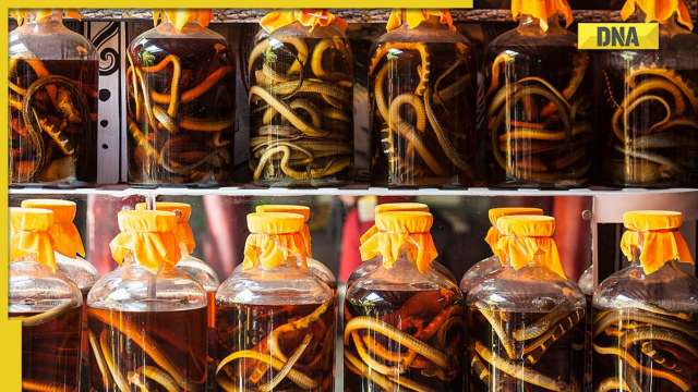 Fried Tarantula Spider, Nested soup: These are the world's most weird ...